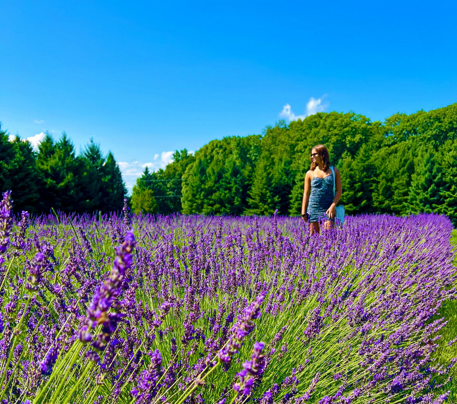 Discover Lavender Haze Farm: A Charming Side Trip from Niagara Falls ...
