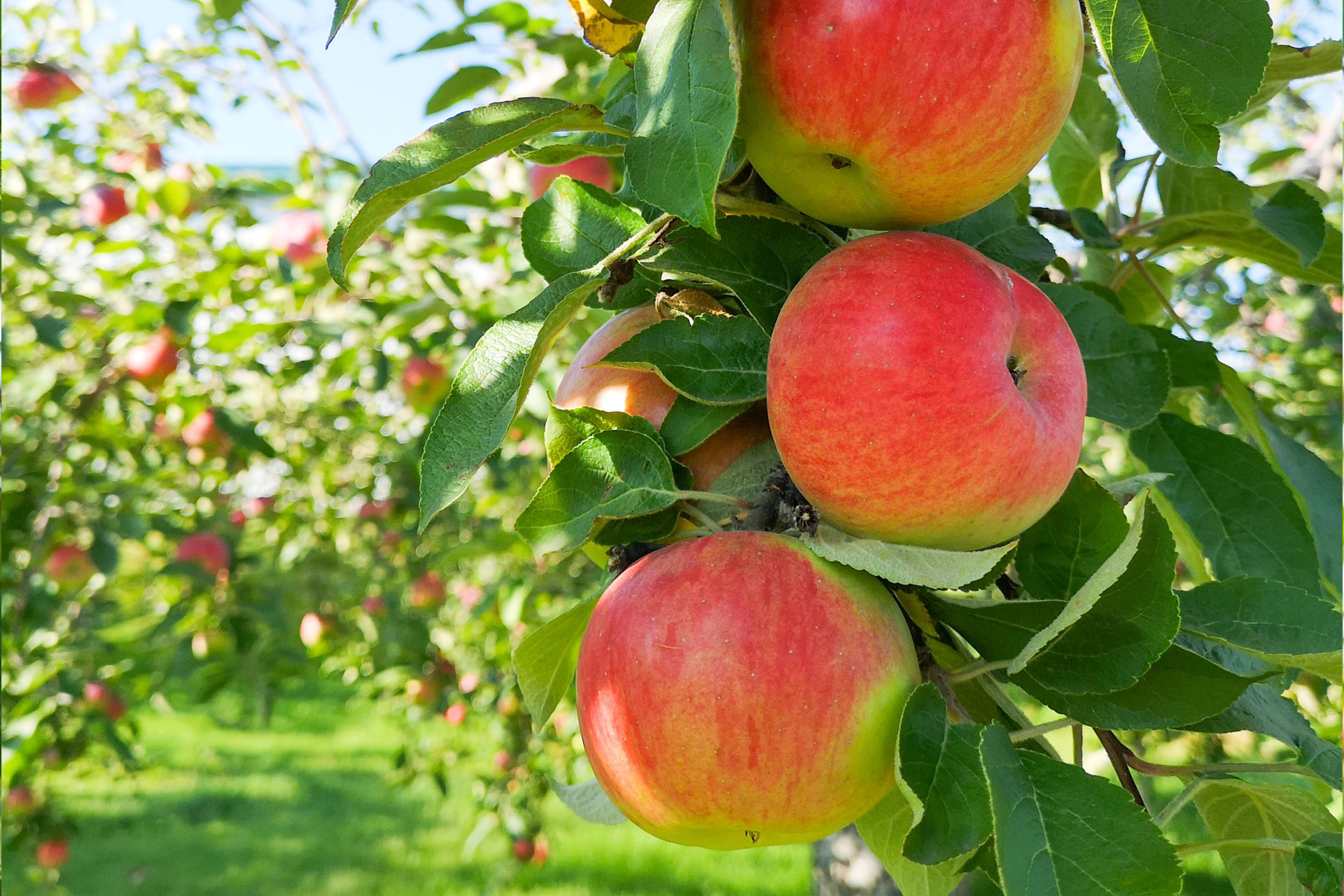 Where To Go For Fruit Picking In Niagara - Niagara Falls Blog