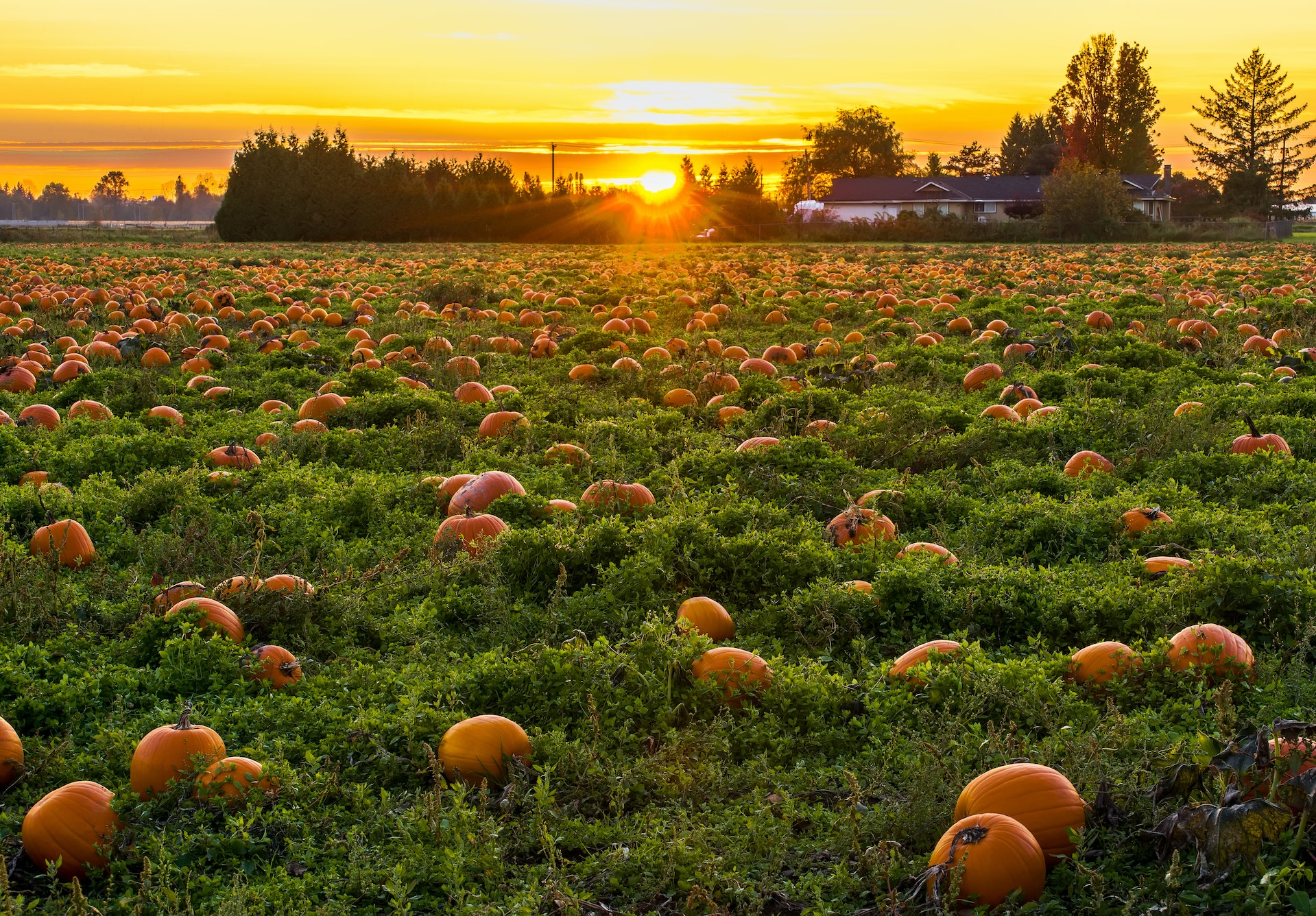 Niagara Pumpkin Farms: Fall Fun for the Whole Family - Niagara Falls Blog