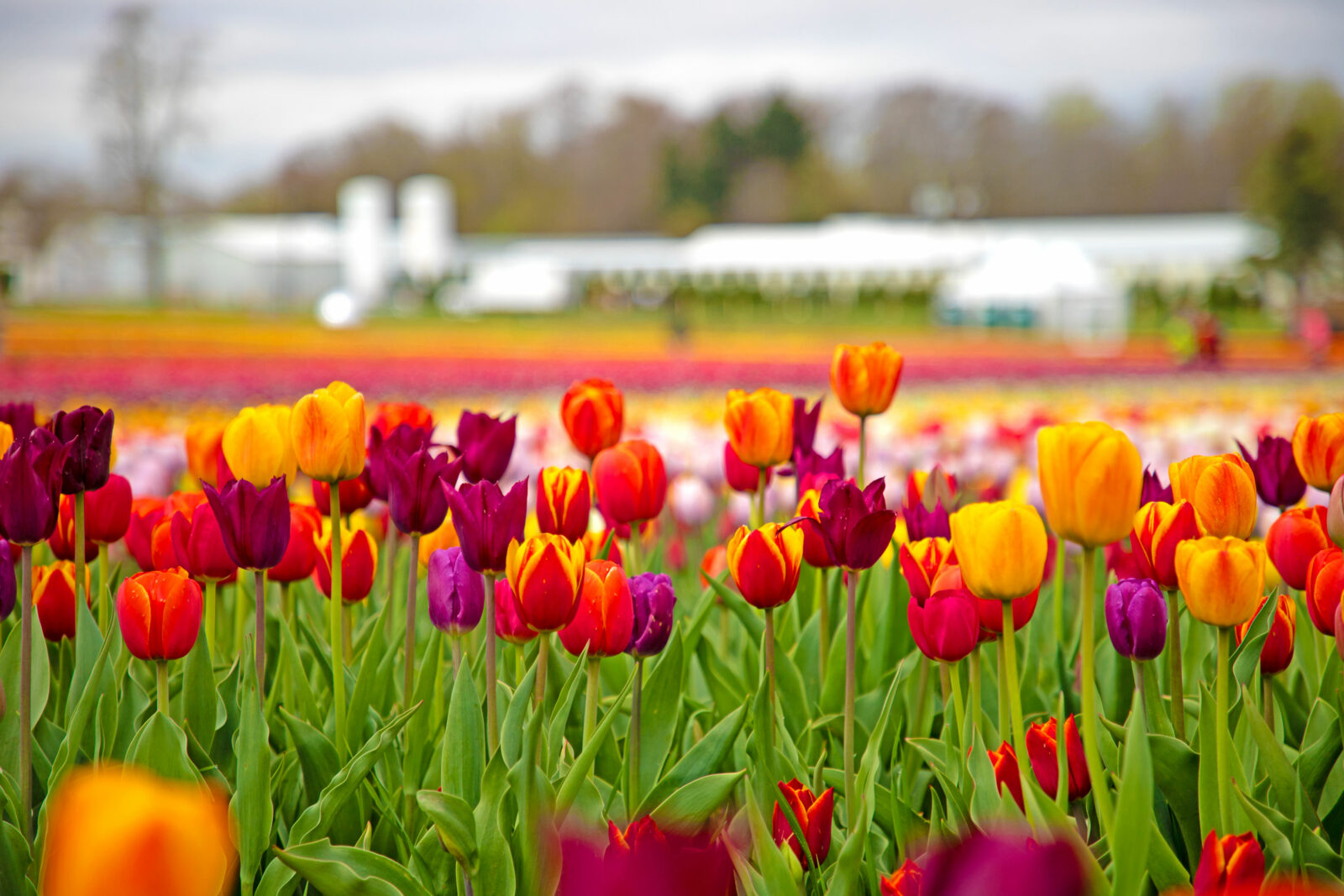 Exploring Sara Grey's Tulip Wonderland - Niagara Falls Blog