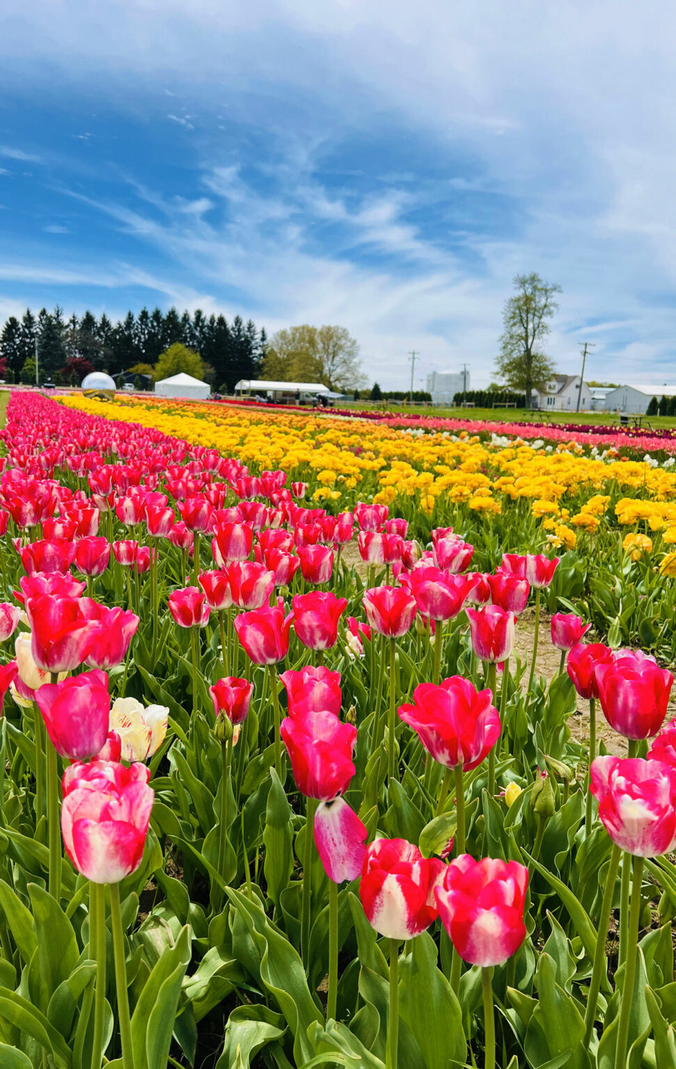 Exploring Sara Grey's Tulip Wonderland - Niagara Falls Blog